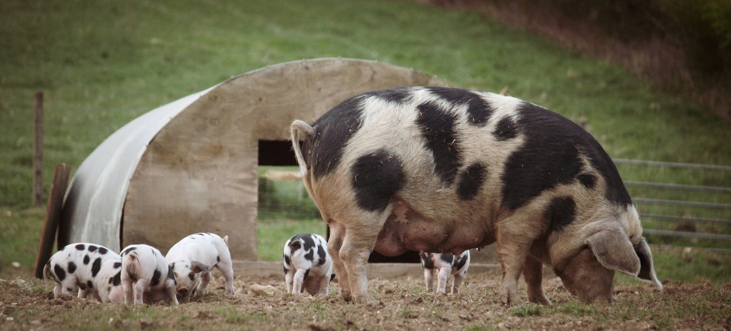 Contact — Newhouse Farm Partnership