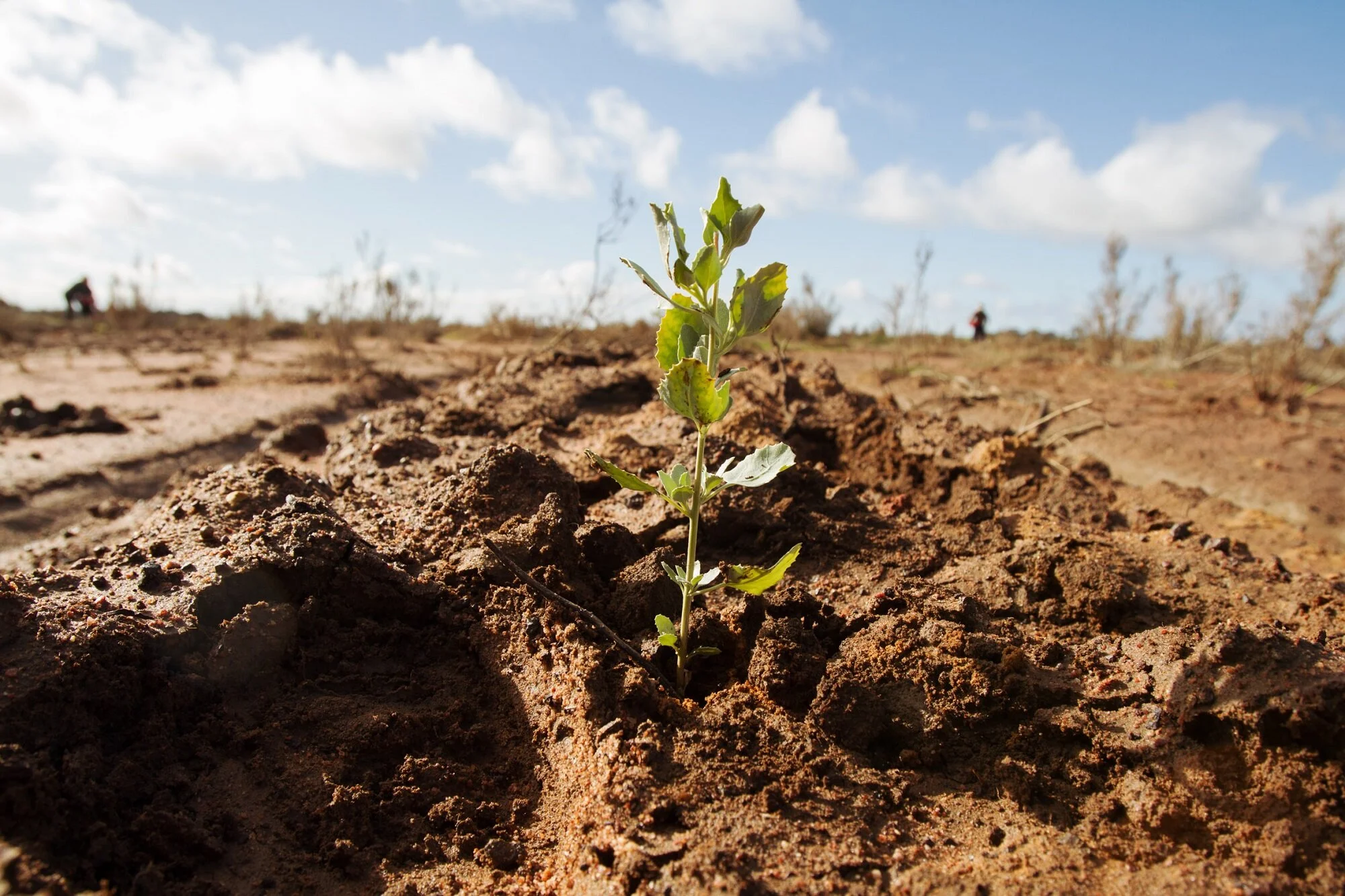 Activate Tree Planting