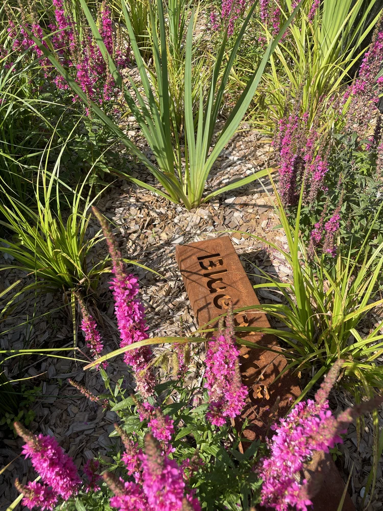 Rainwater Reuse makes cities climate resilient — FieldFactors