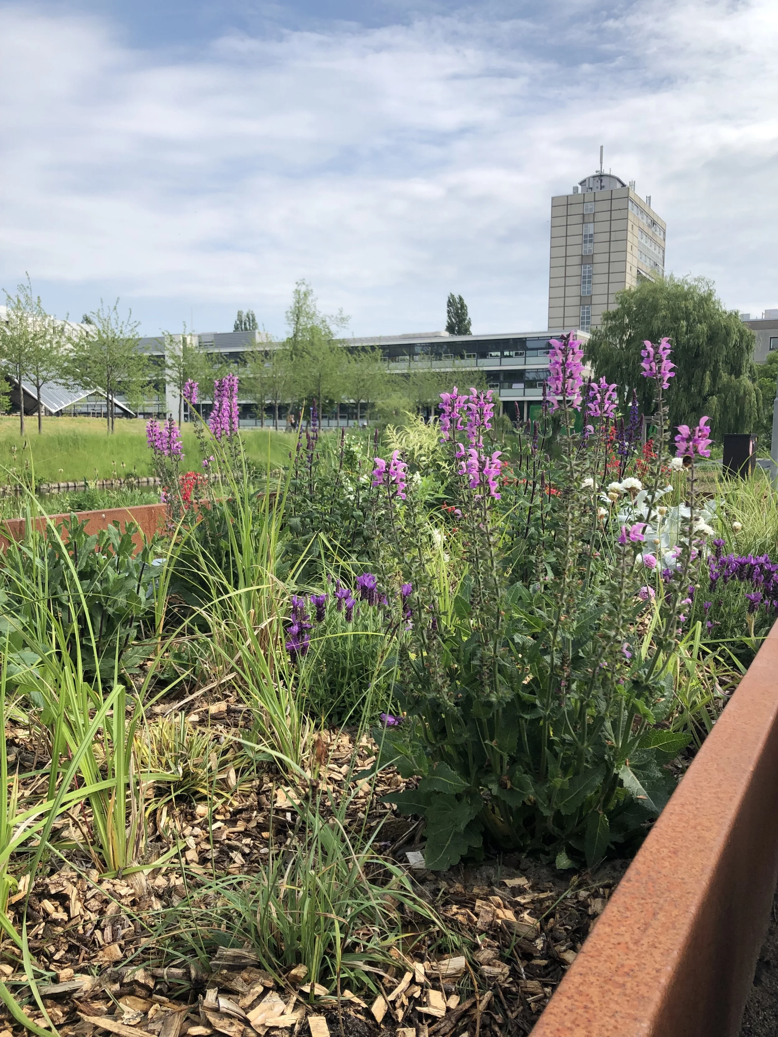 Rainwater Reuse makes cities climate resilient — FieldFactors