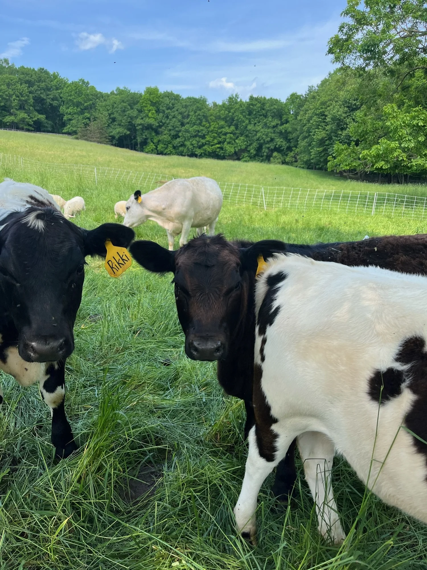 Sky High Farm — Anne Saxelby Legacy Fund