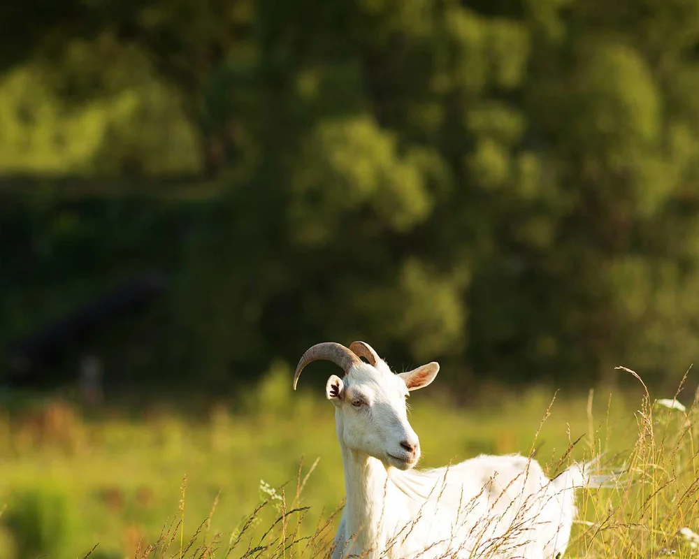 Firefly Farms — Anne Saxelby Legacy Fund