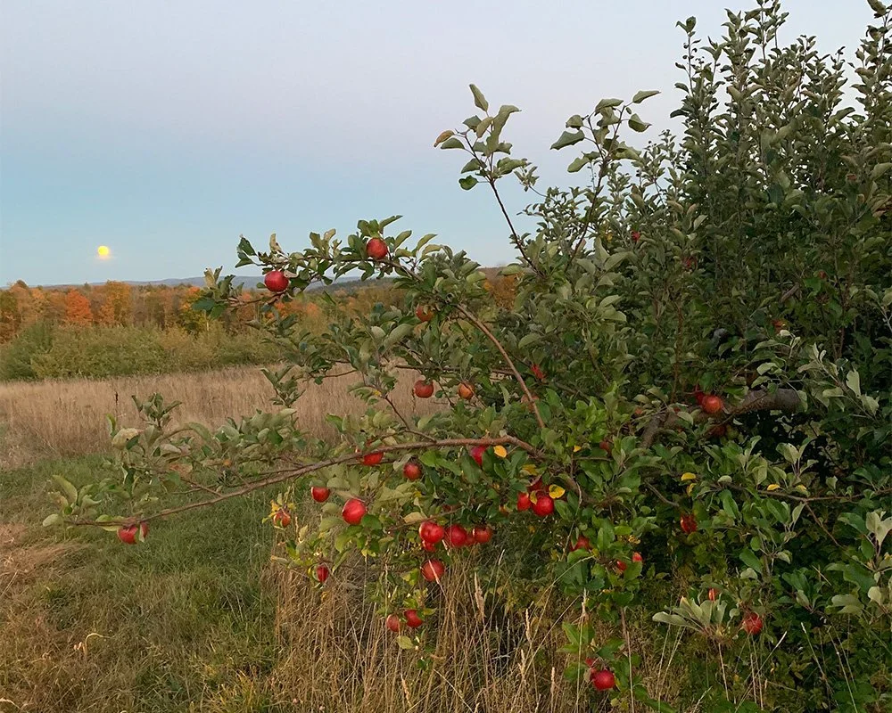 Radicle Apple — Anne Saxelby Legacy Fund