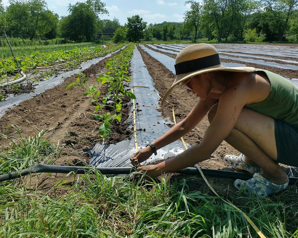 Queens County Farm Museum — Anne Saxelby Legacy Fund