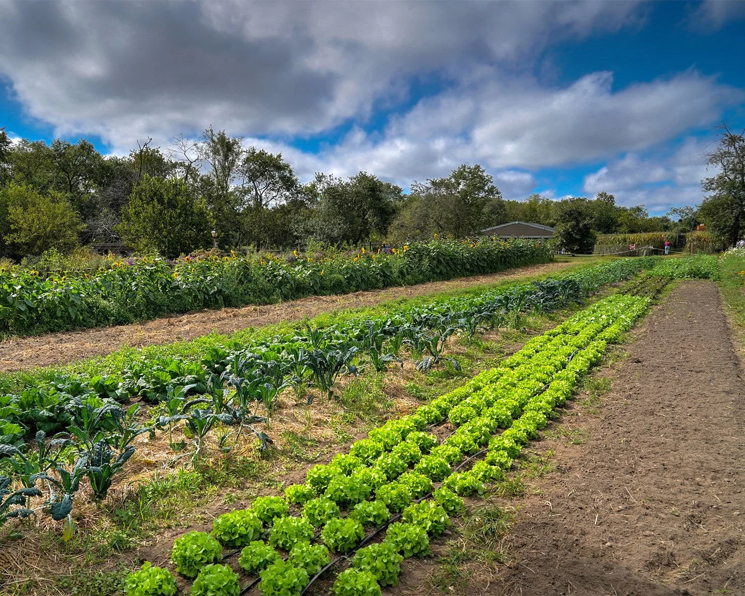 Queens County Farm Museum — Anne Saxelby Legacy Fund