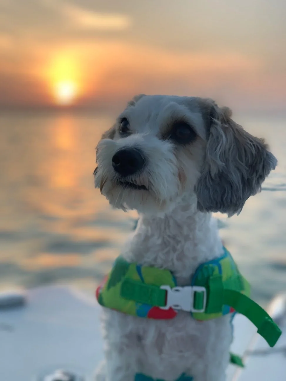 Available Tours — Salty Pup Adventures