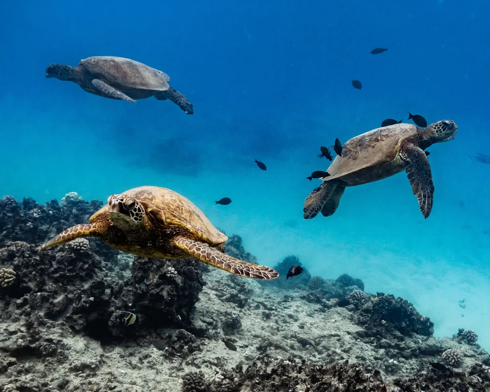 Photo Gallery of Our Trips — Captain Max Boat Tours -- Honolulu, HI