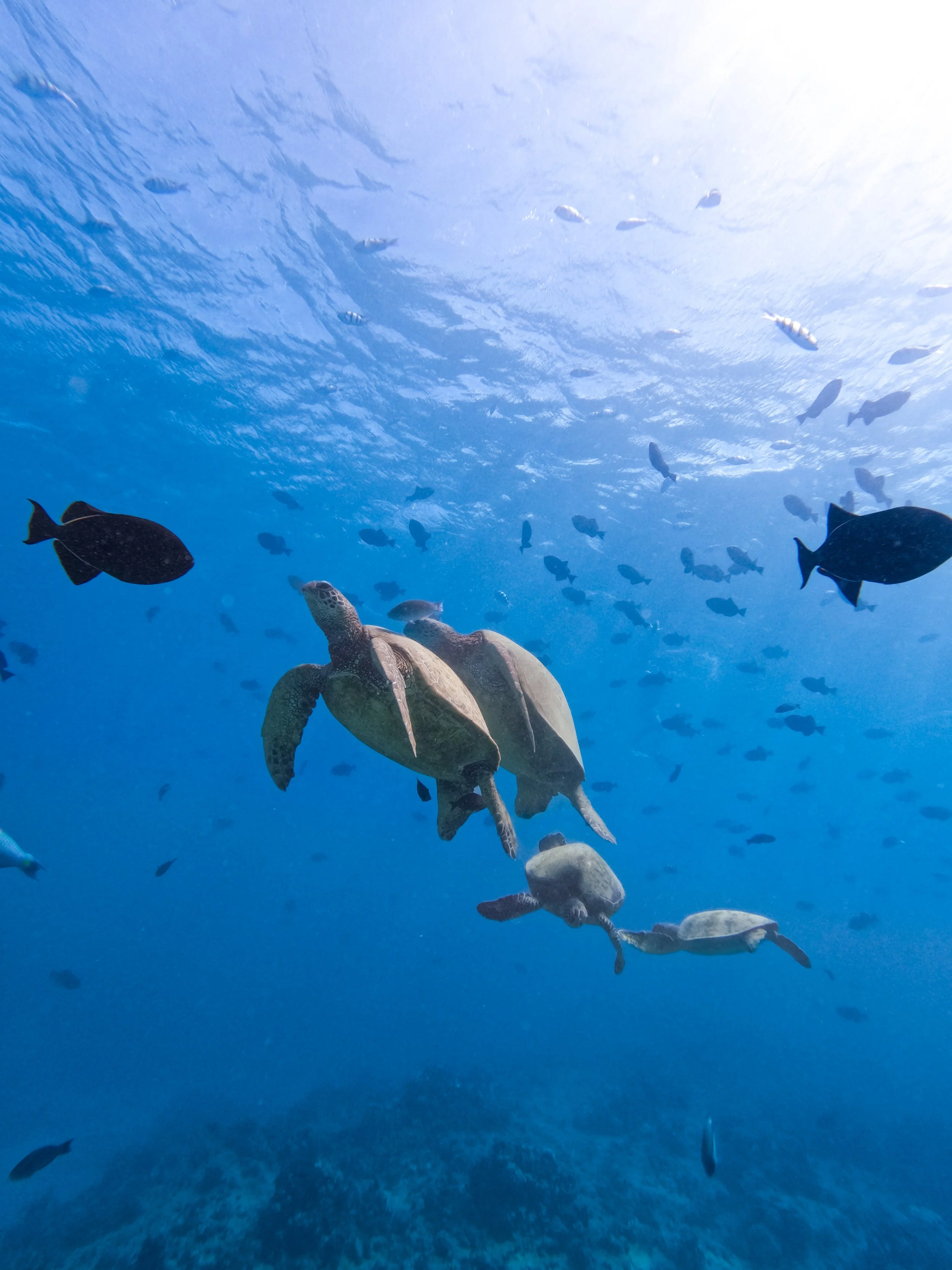 Captain Max Boat Tours -- Honolulu, HI