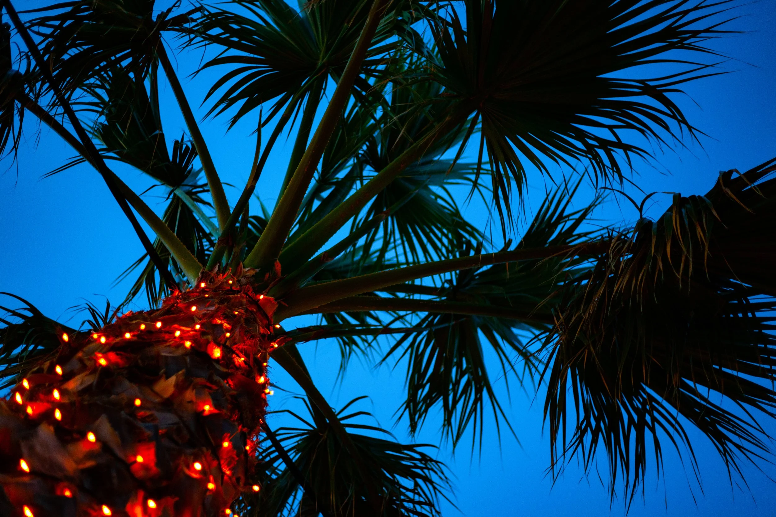 Holiday Luminaries — Royal Palm Neighborhood