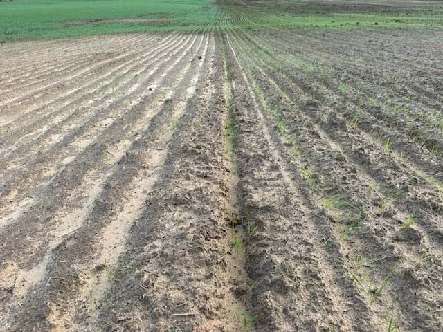 MaxSil proves its worth on highly sodic and saline SA, Eyre Peninsula ...