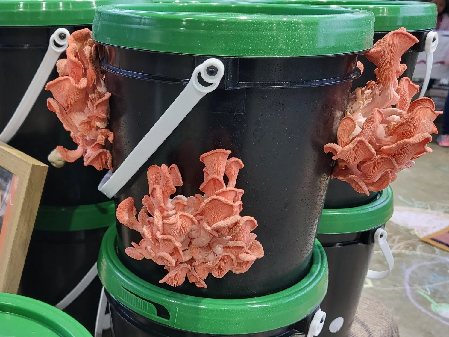 Grow Kit Instructions — Classic City Gourmet Mushrooms