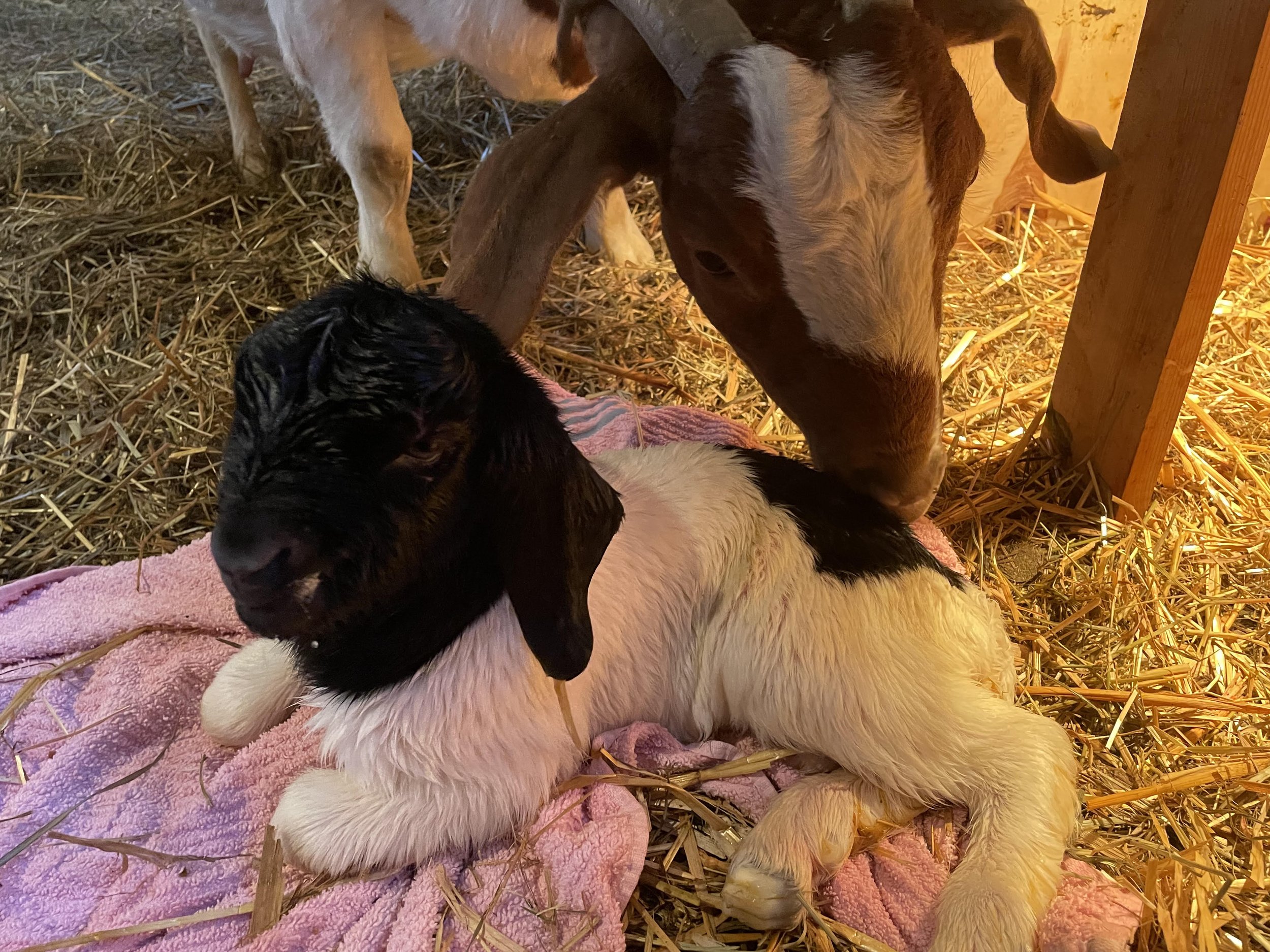 Newborn Baby Boer Goats