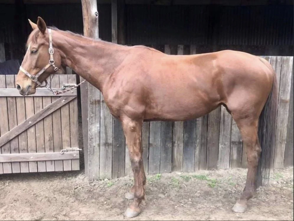 Polygain supports horse to gain condition — Polygain natural animal ...