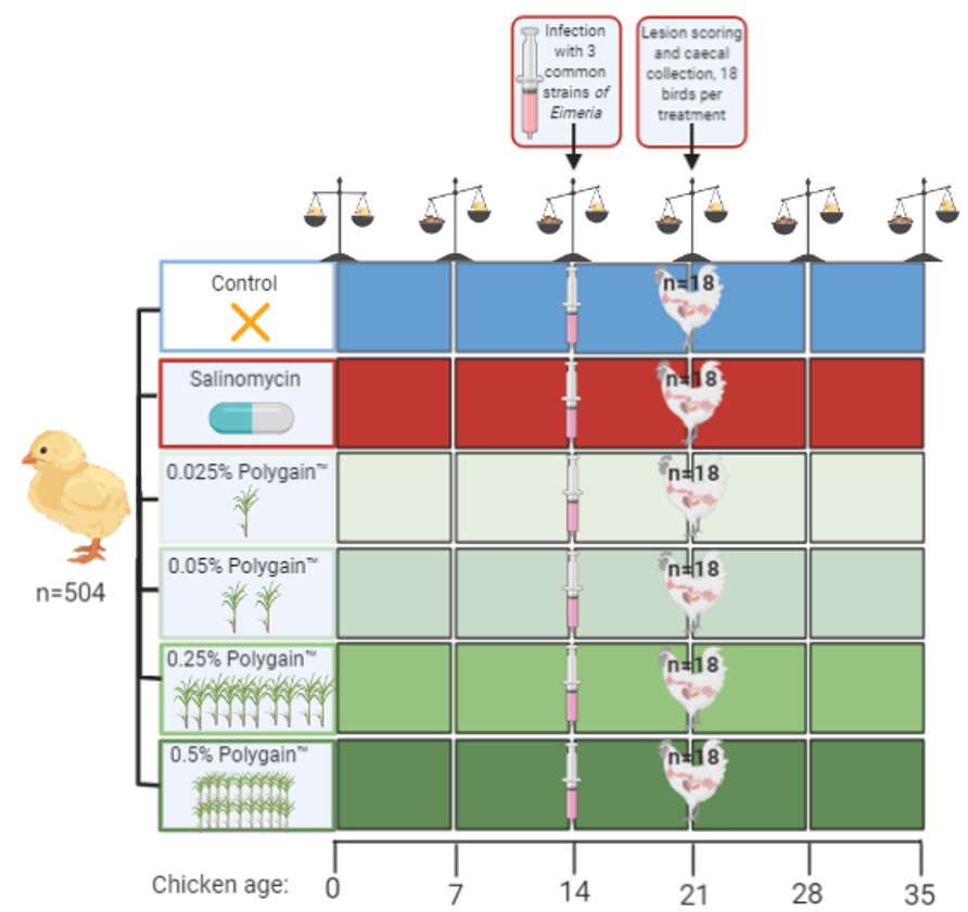 Natural sugarcane feed material (Polygain™) matches antibiotics in a ...