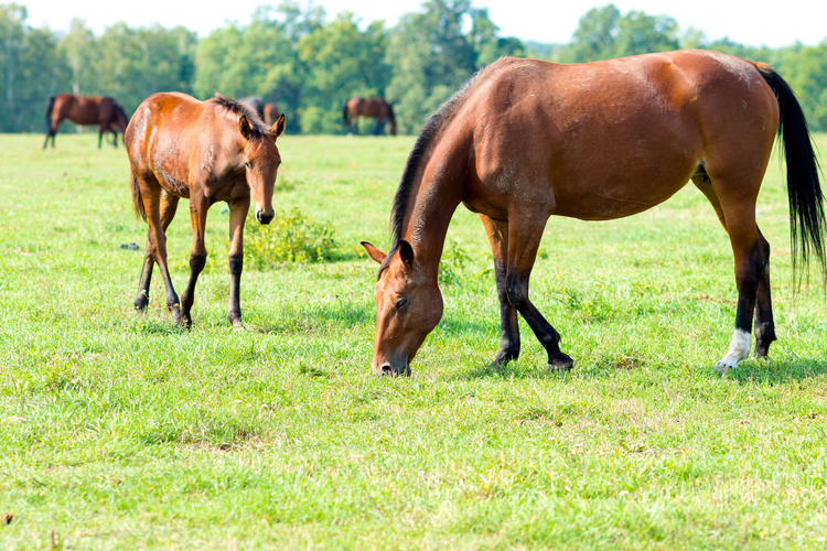 Equestrian — Polygain natural animal nutrition solutions