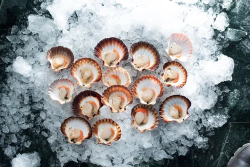 Scallops — Victorian Seafood | See the places. Meet the people. Taste ...