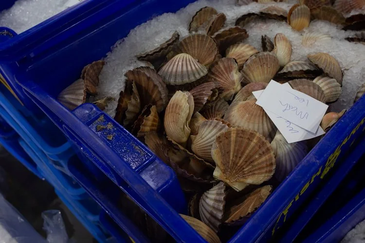Scallops — Victorian Seafood | See the places. Meet the people. Taste ...
