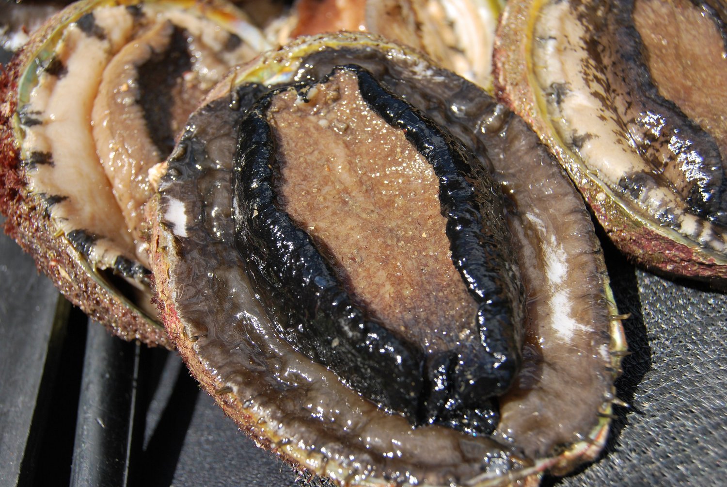 Red Abalone Meat