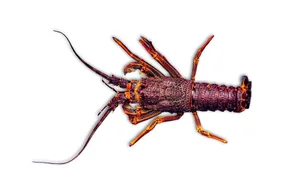 Southern Rock Lobster — Victorian Seafood | See the places. Meet the ...