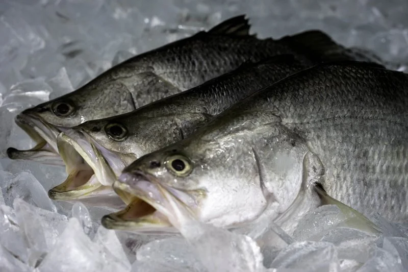 Barramundi — Victorian Seafood | See the places. Meet the people. Taste ...