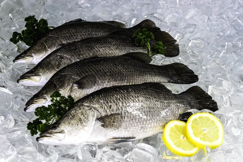 Barramundi — Victorian Seafood | See the places. Meet the people. Taste ...