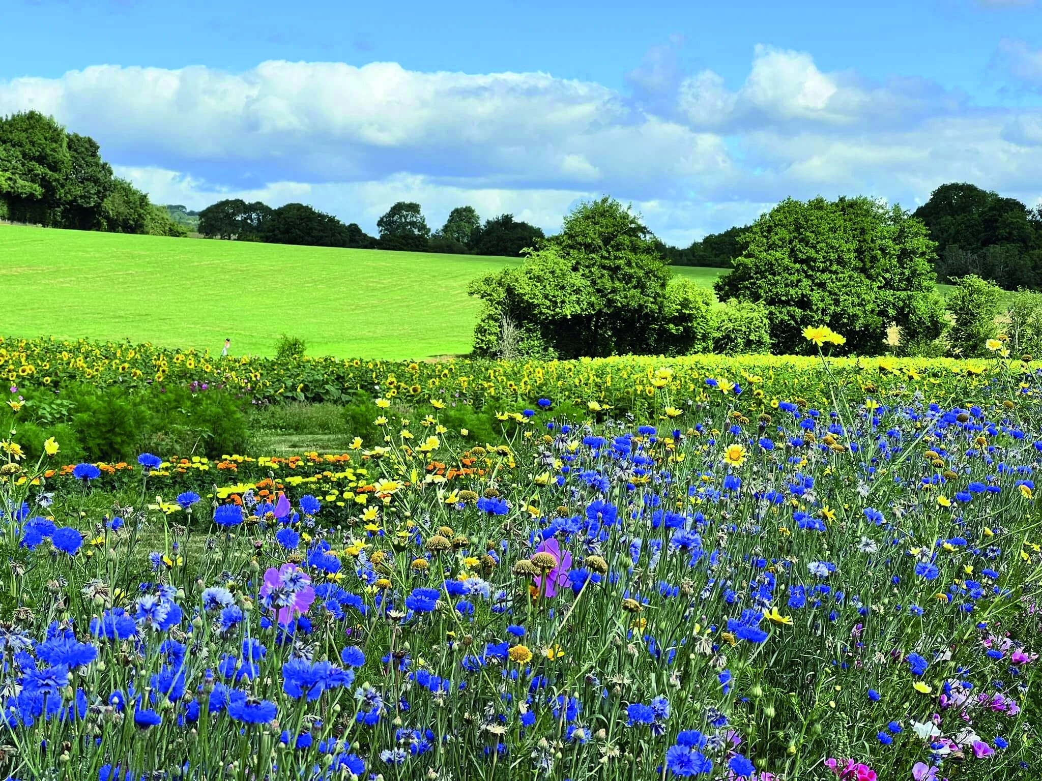 Emma S Flowers | Best Flower Site