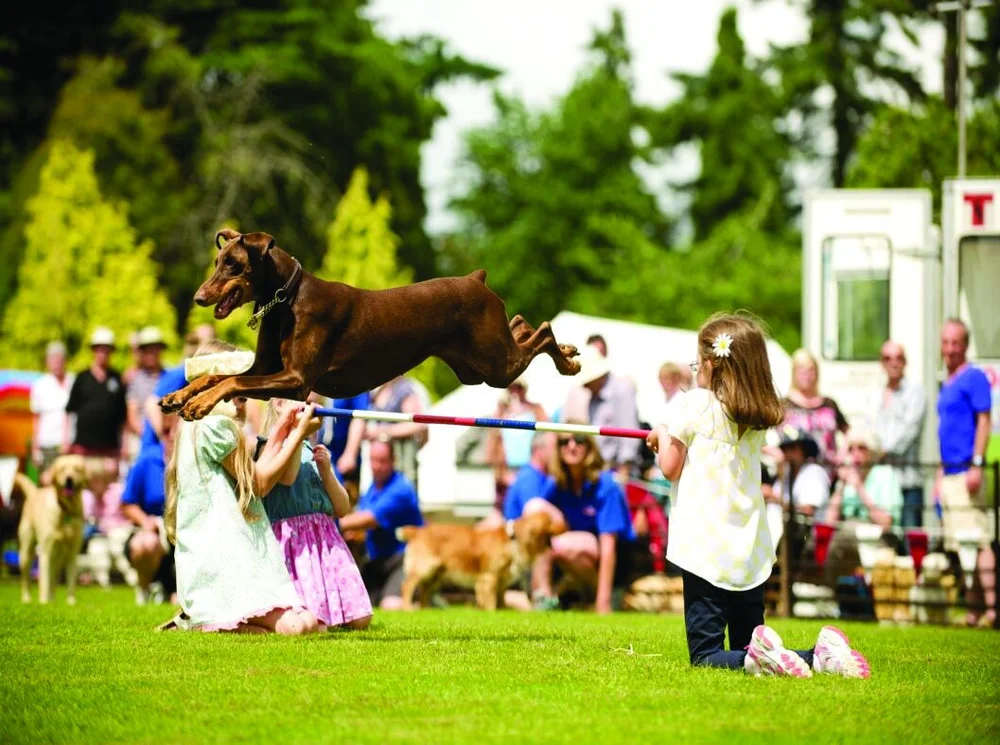 Canine Fun at Ludlow Dog Day — Cariads Local – We publish Wye Local ...