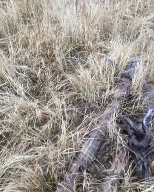 Advanced Screefing Techniques: Part 1 — Leader Silviculture Ltd.