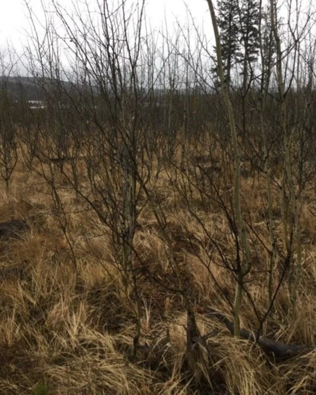 Advanced Screefing Techniques: Part 1 — Leader Silviculture Ltd.