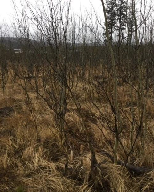 Advanced Screefing Techniques: Part 1 — Leader Silviculture Ltd.