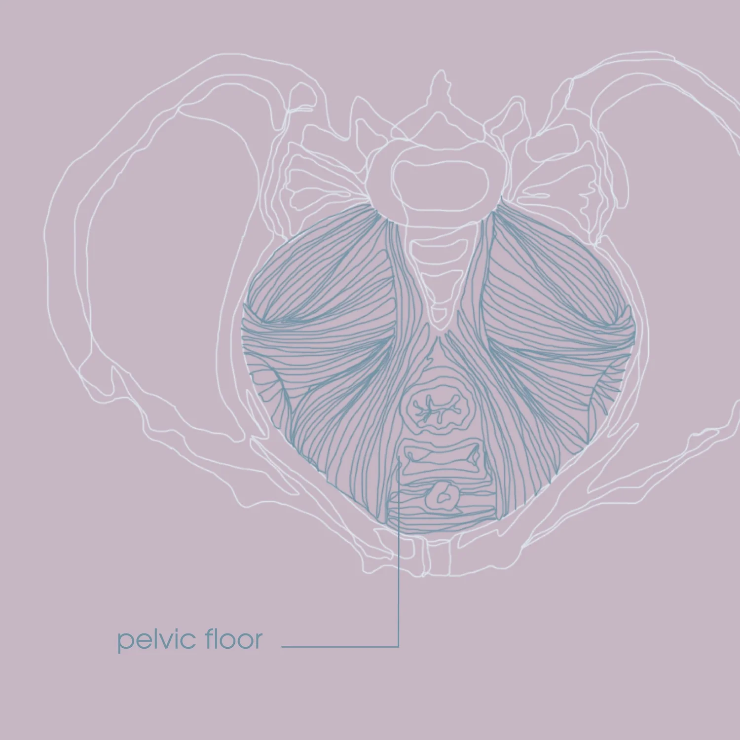 THE PELVIC ROOM