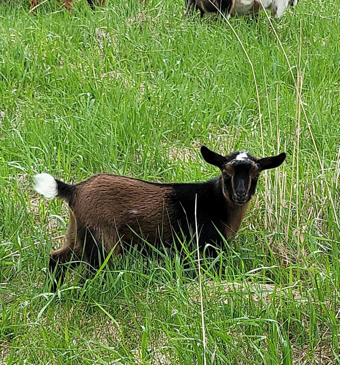 %Goats In NJ | Molasses Hill Farm