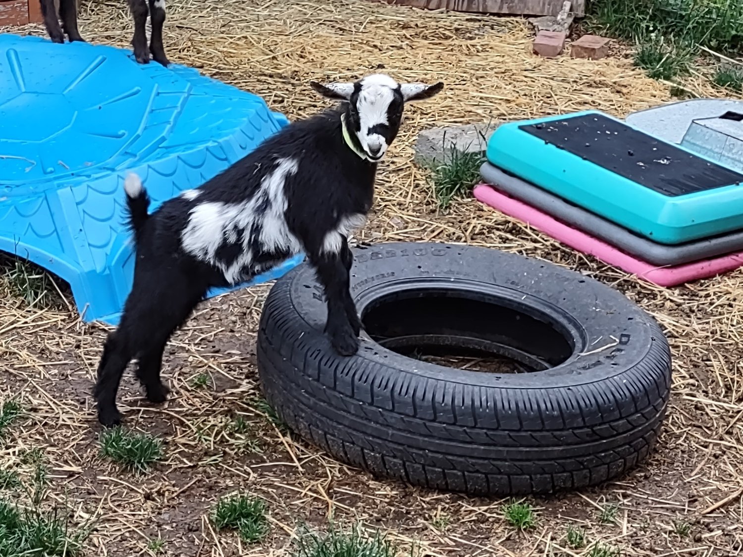 %Goats In NJ | Molasses Hill Farm