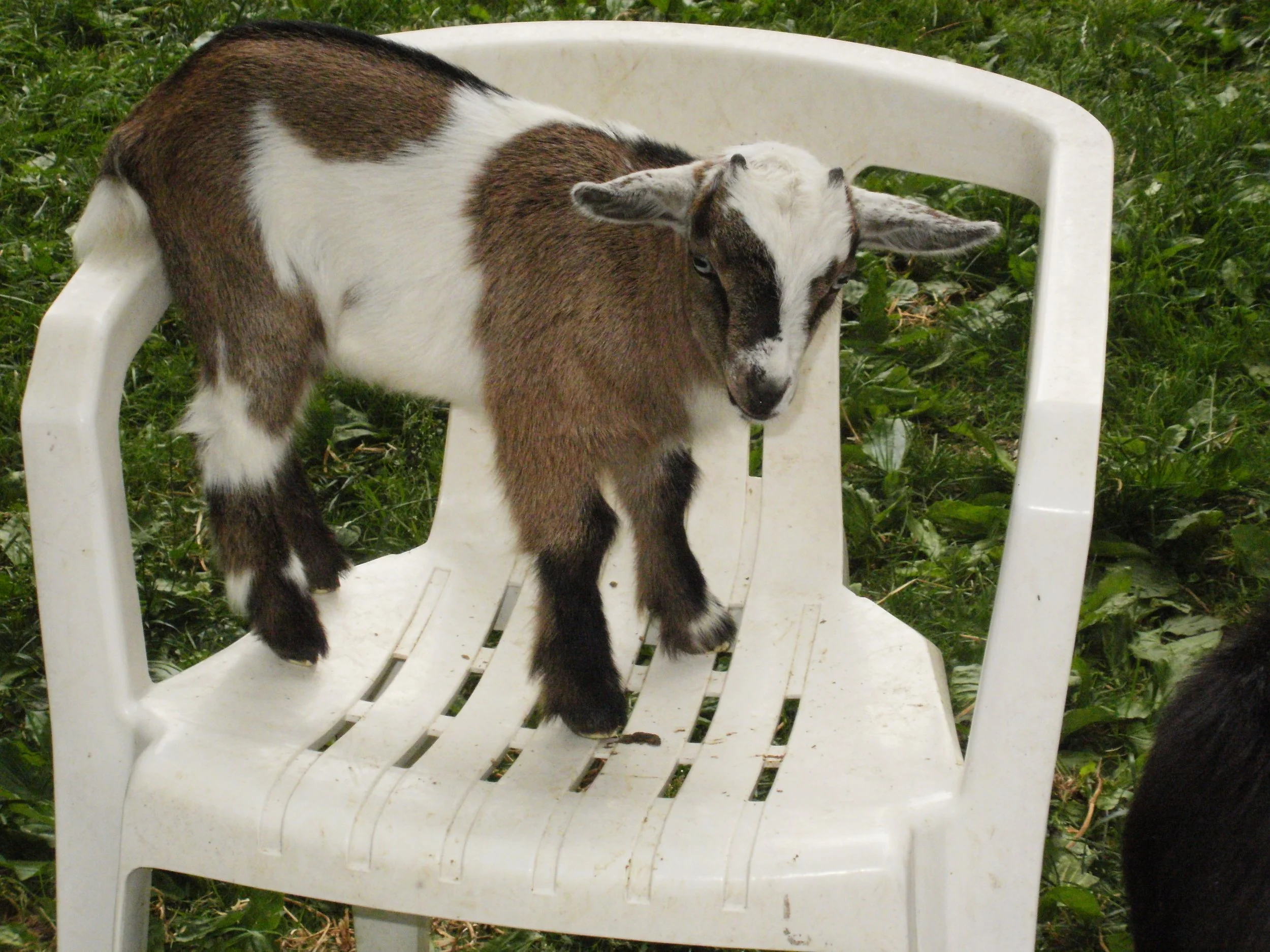 New Kids - Goats in NJ — Goats in NJ