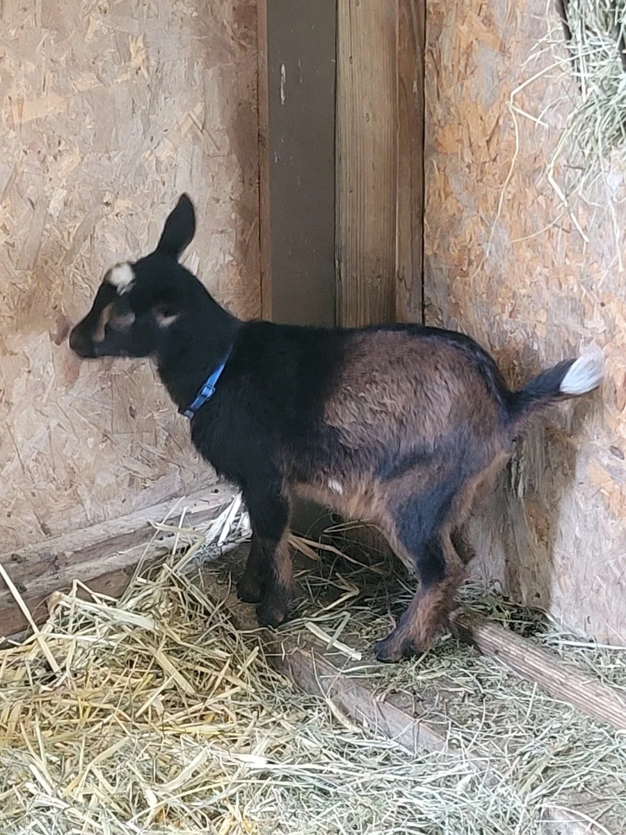 %Goats In NJ | Molasses Hill Farm