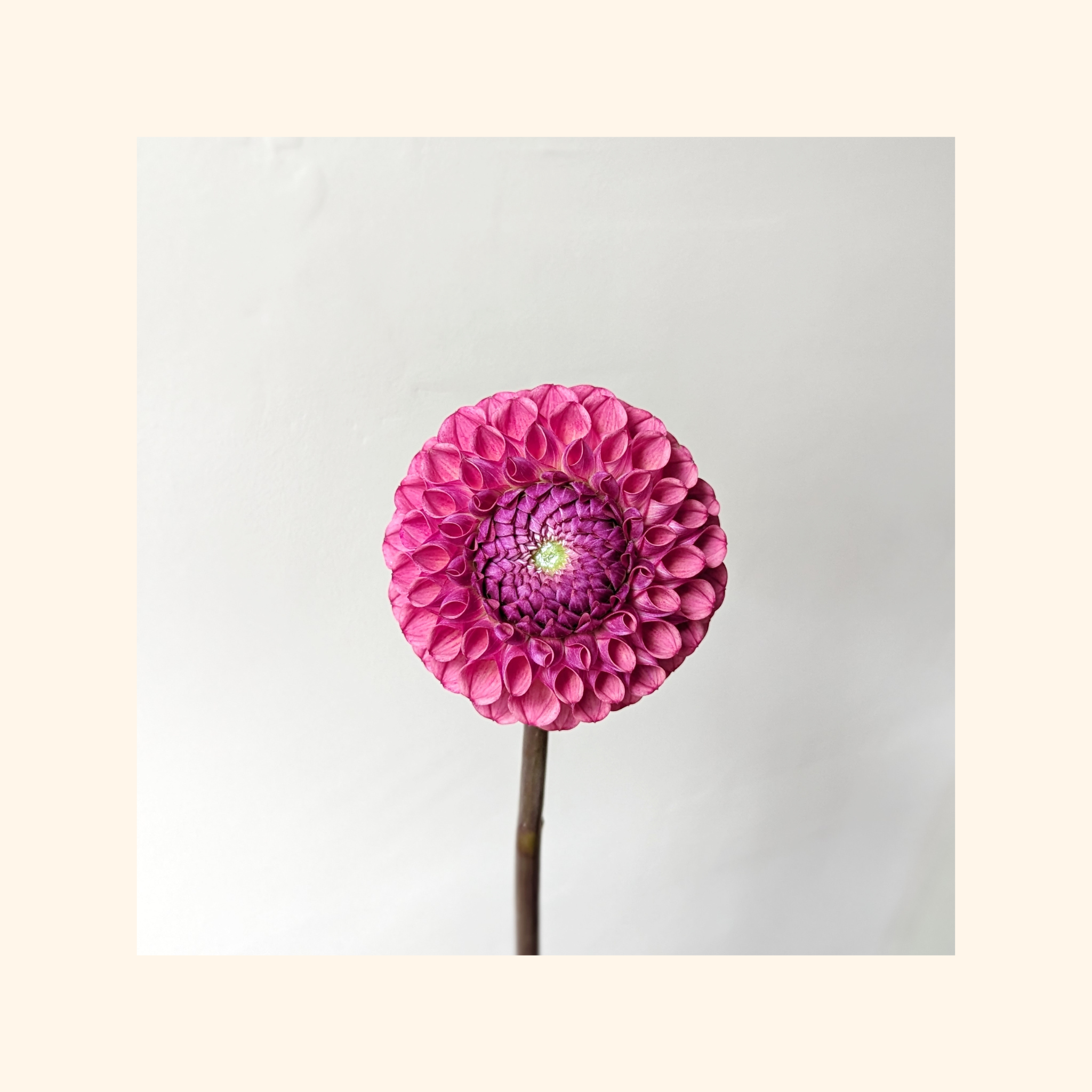 Jenny Creek Flowers - Beautiful Cut Flowers & Dahlia Tubers