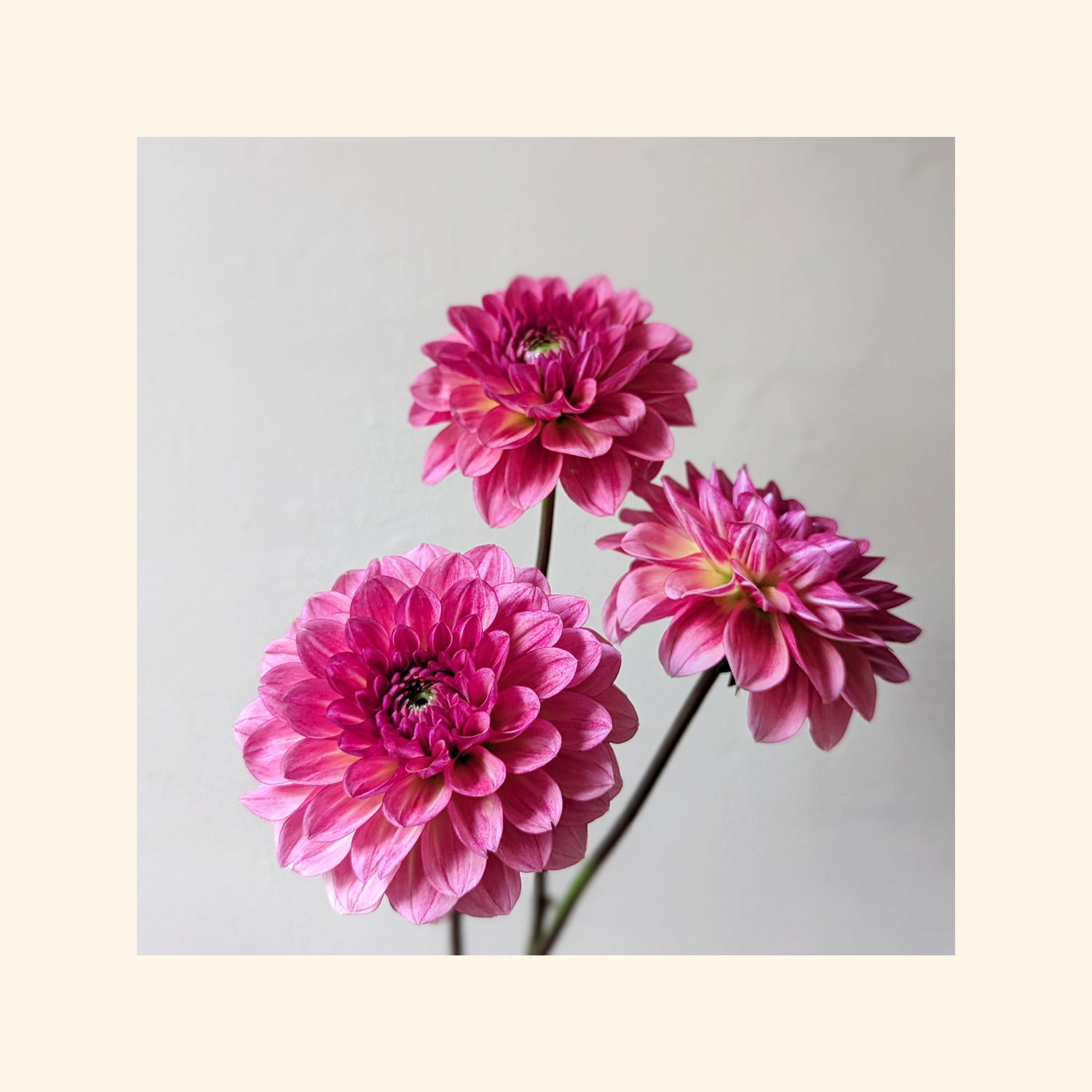 Jenny Creek Flowers - Beautiful Cut Flowers & Dahlia Tubers