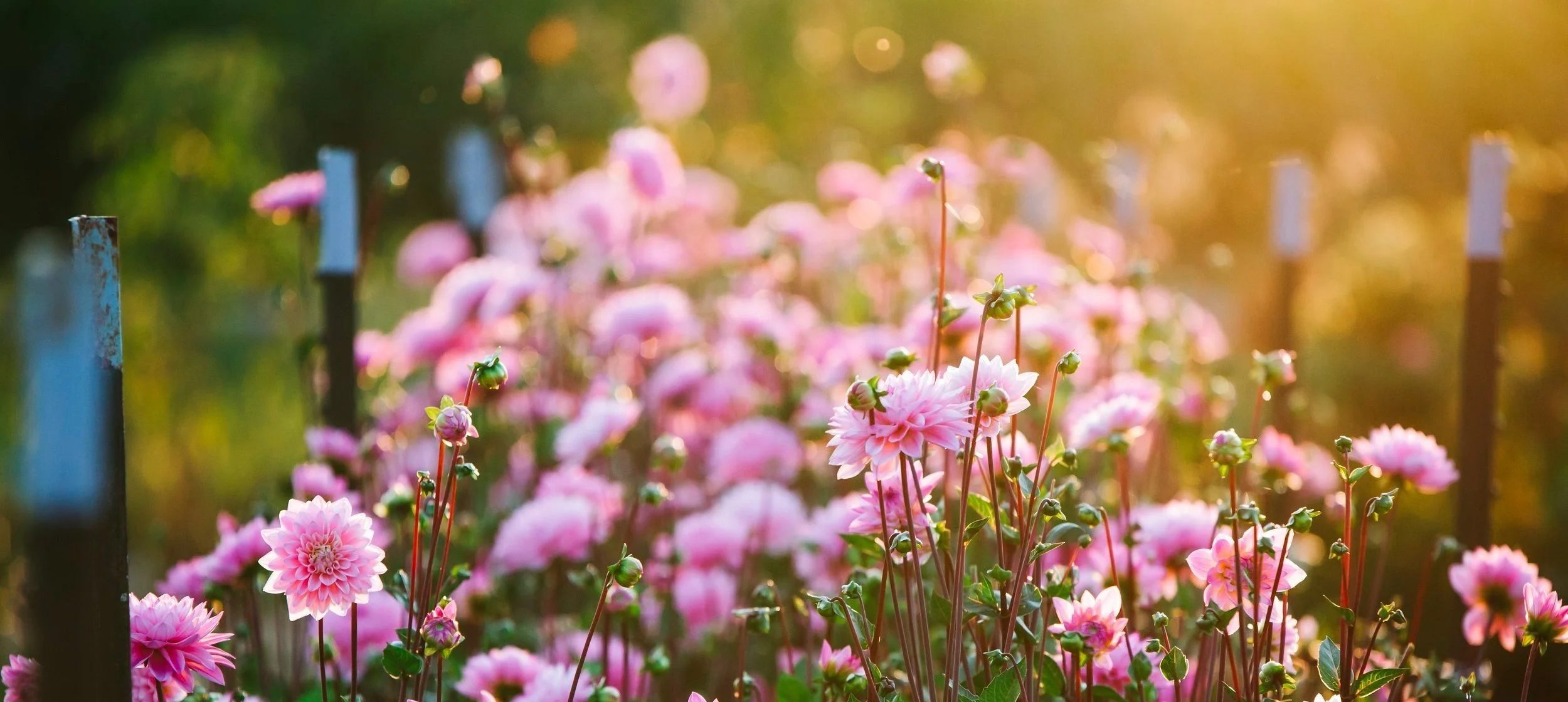 Jenny Creek Flowers | Bouquets, Workshops & U-Pick near Ithaca