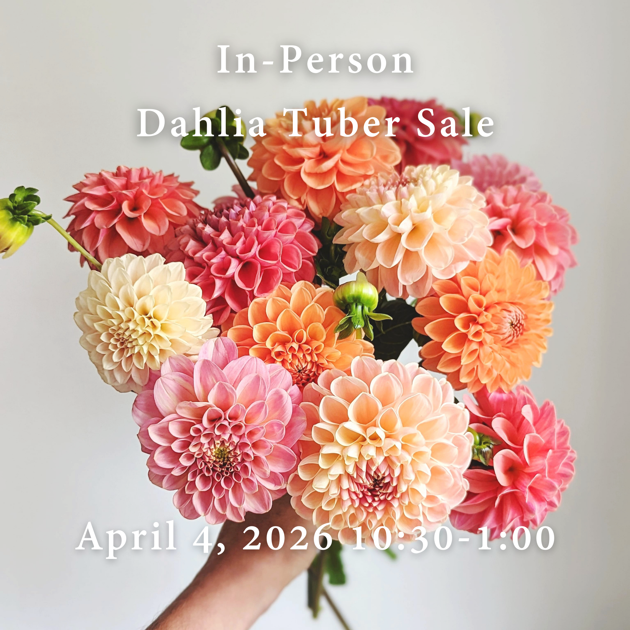 Jenny Creek Flowers - Beautiful Cut Flowers & Dahlia Tubers