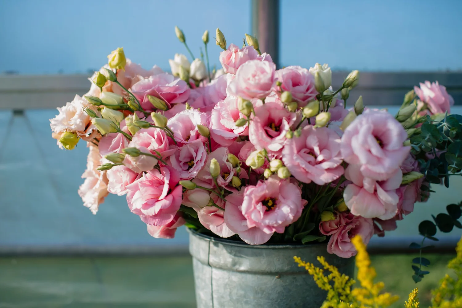 Jenny Creek Flowers - Beautiful Cut Flowers & Dahlia Tubers
