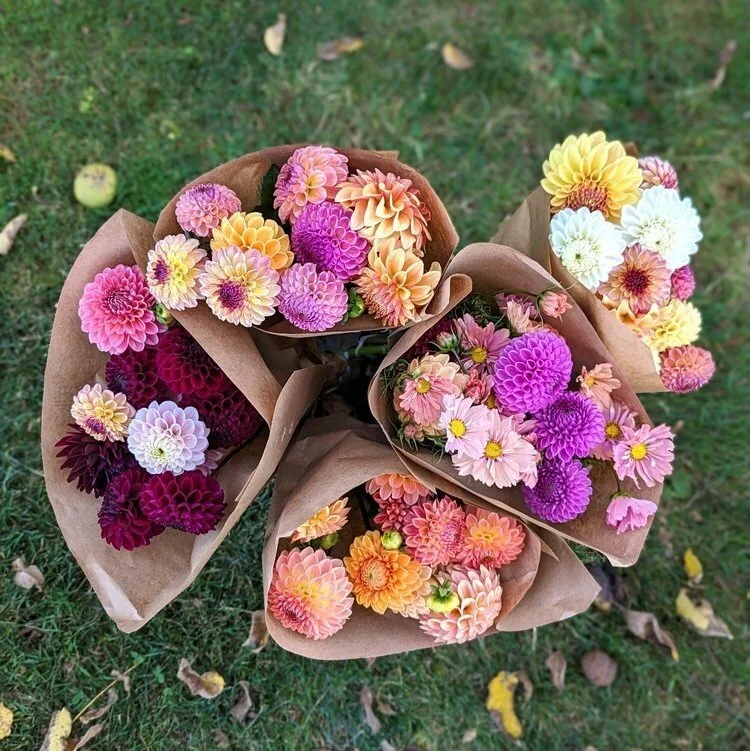 Jenny Creek Flowers - Beautiful Cut Flowers & Dahlia Tubers near Ithaca, NY