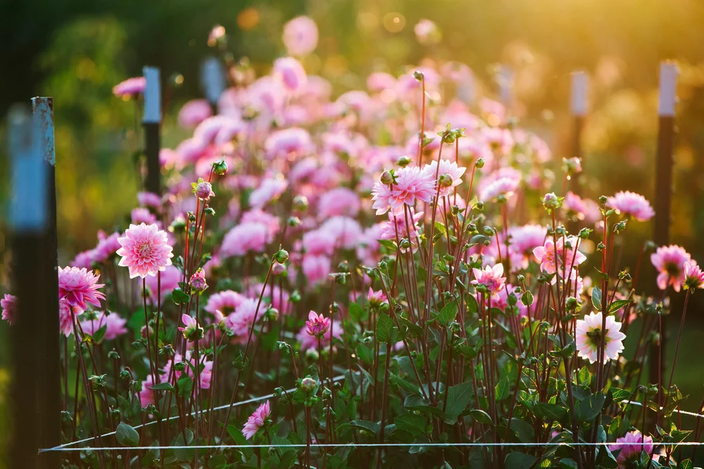 Jenny Creek Flowers - Beautiful Cut Flowers & Dahlia Tubers