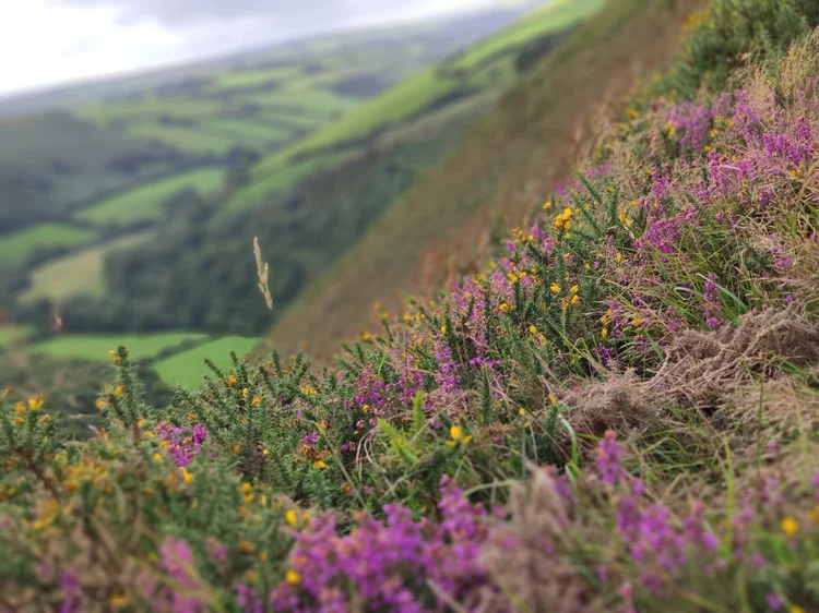 Flora and Fauna - Accessible Glamping Exmoor | Luxury Safari Lodge ...