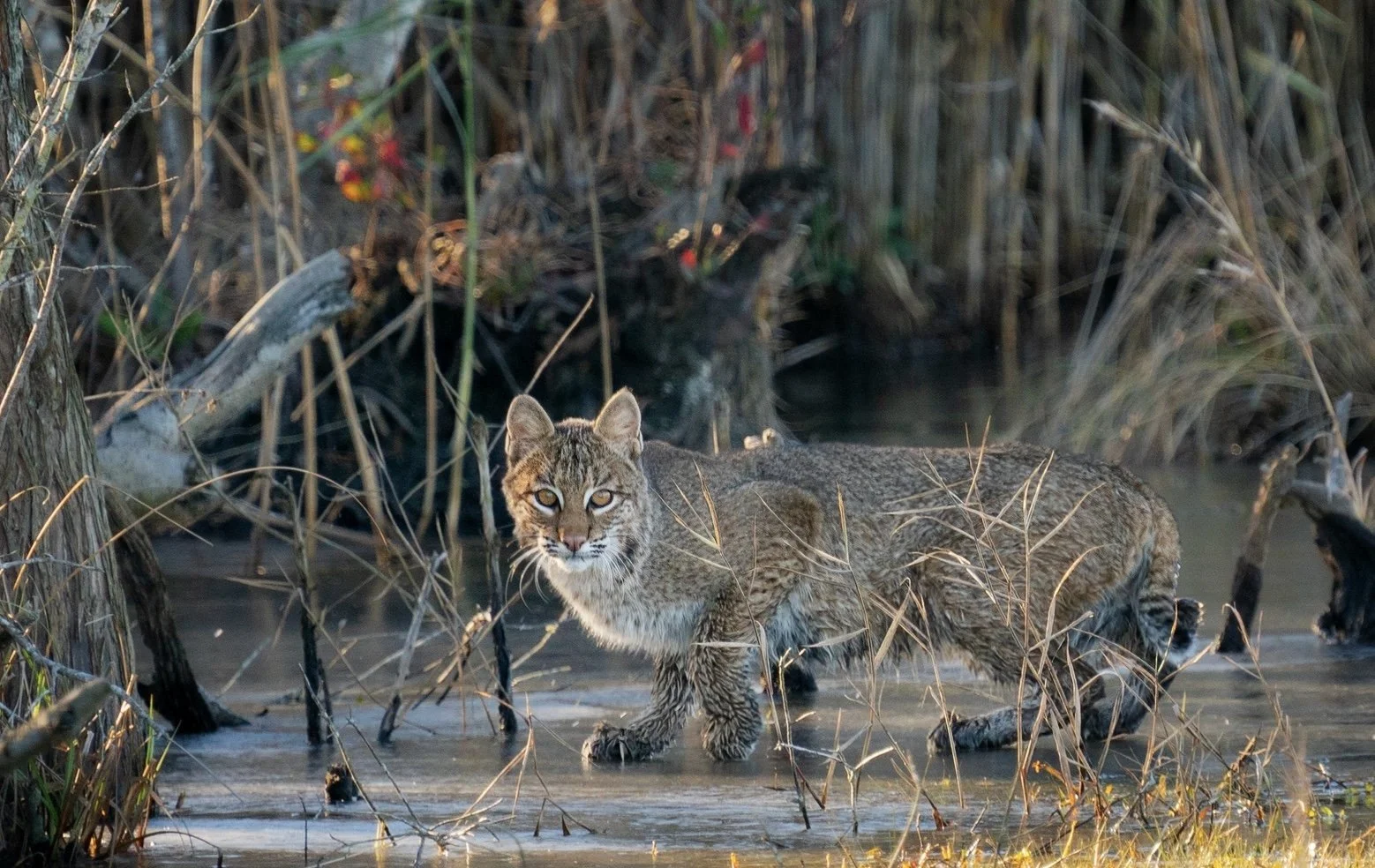 Wildlife Guiding at Alligator River Red Wolves — Wildlife With Aspen