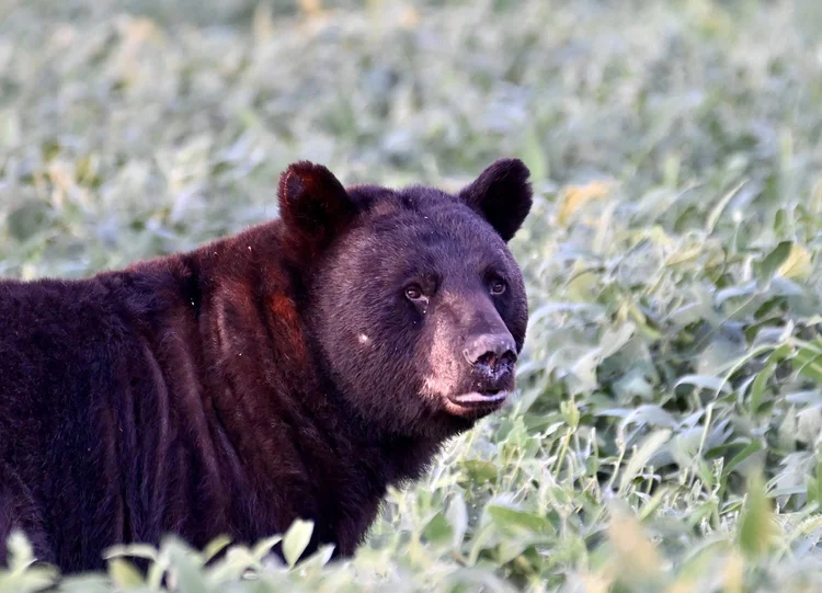 Reviews 1 — Wildlife With Aspen