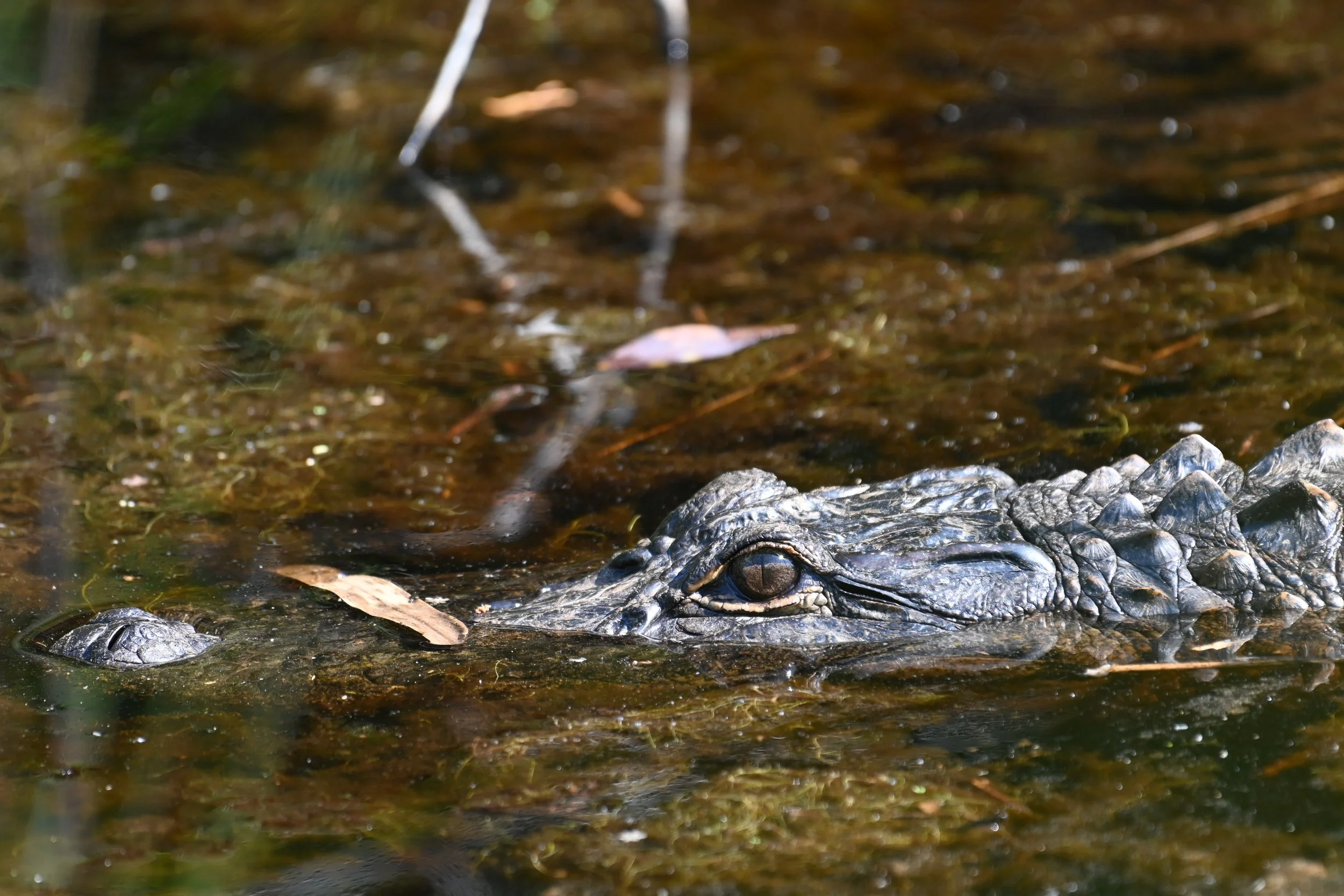 Wildlife Guiding at Alligator River Red Wolves — Wildlife With Aspen