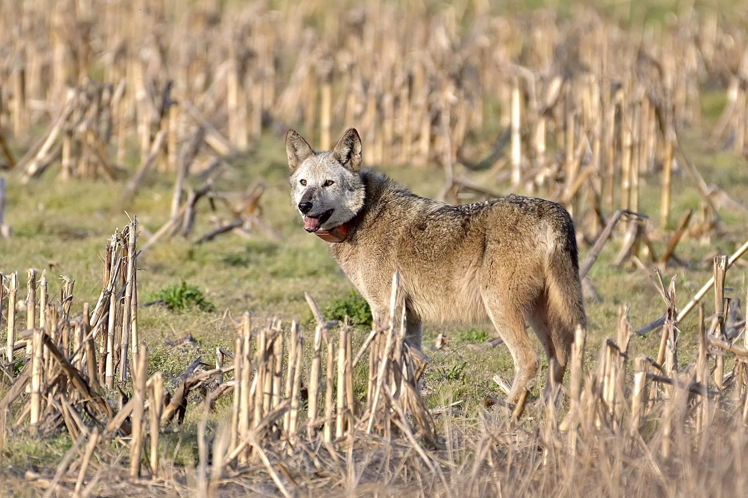 Wildlife Guiding at Alligator River Red Wolves — Wildlife With Aspen