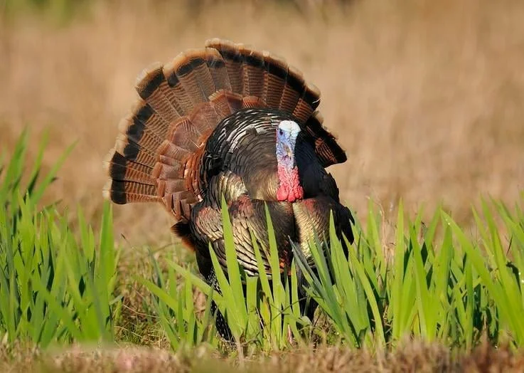 Graveyard Whitetails Hunts | Whitetail & Turkey Hunts — Graveyard Whitetail