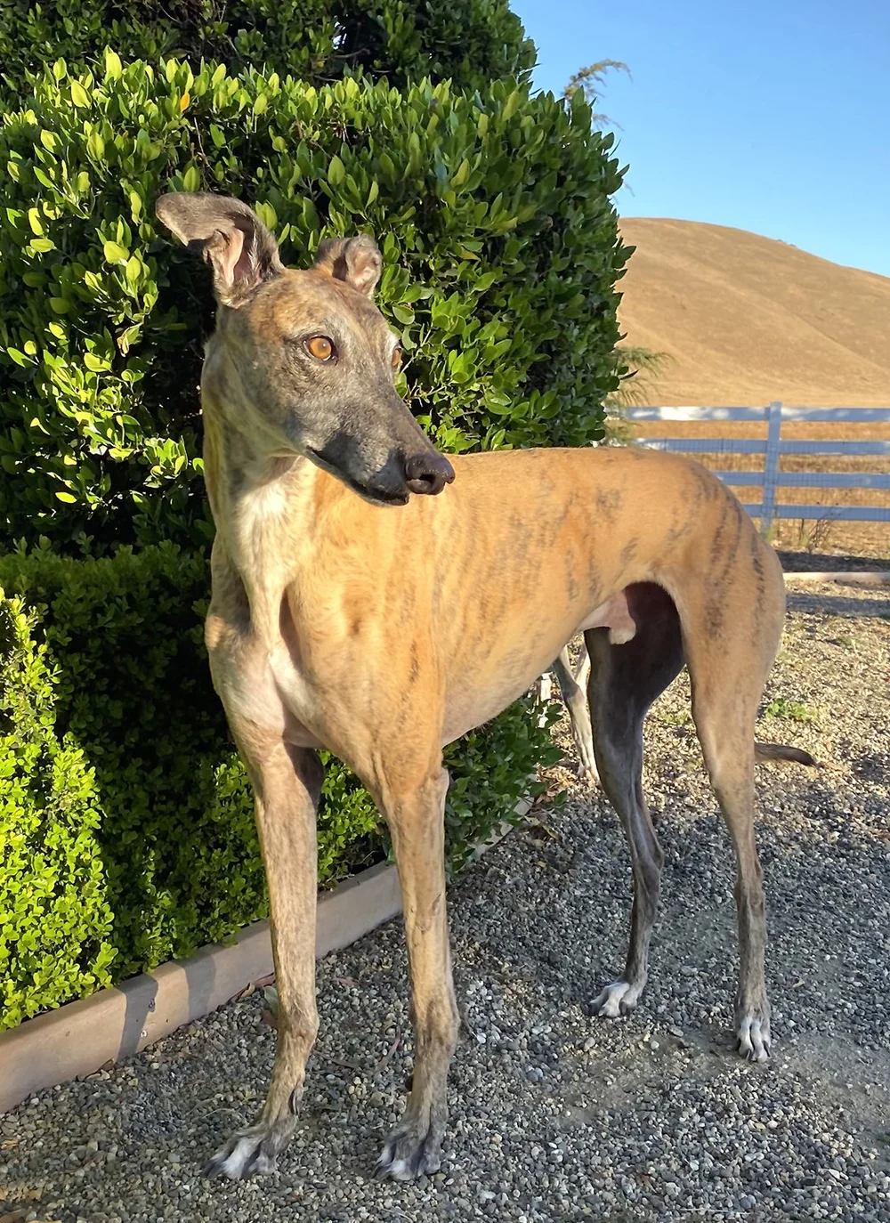 TheGreyhoundSaint.com