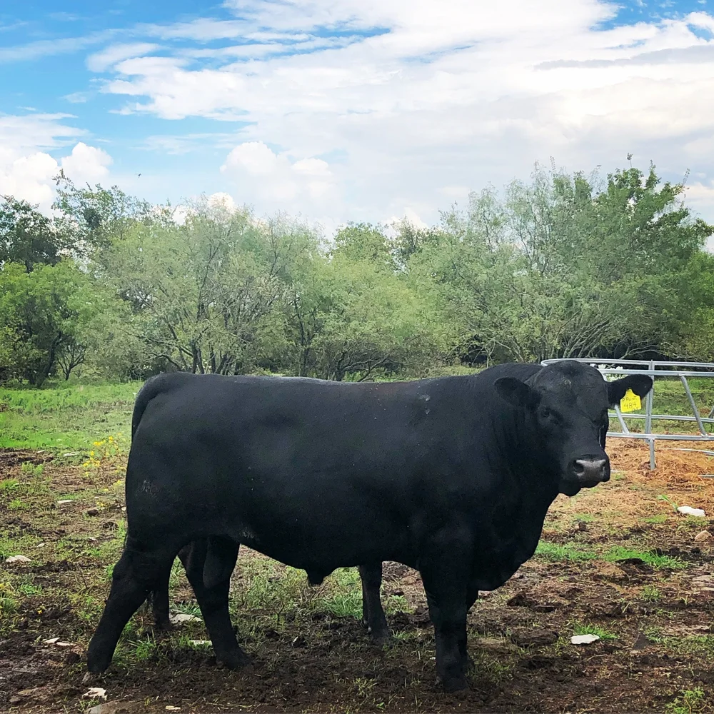 Our Herd — FCR Beef Cattle